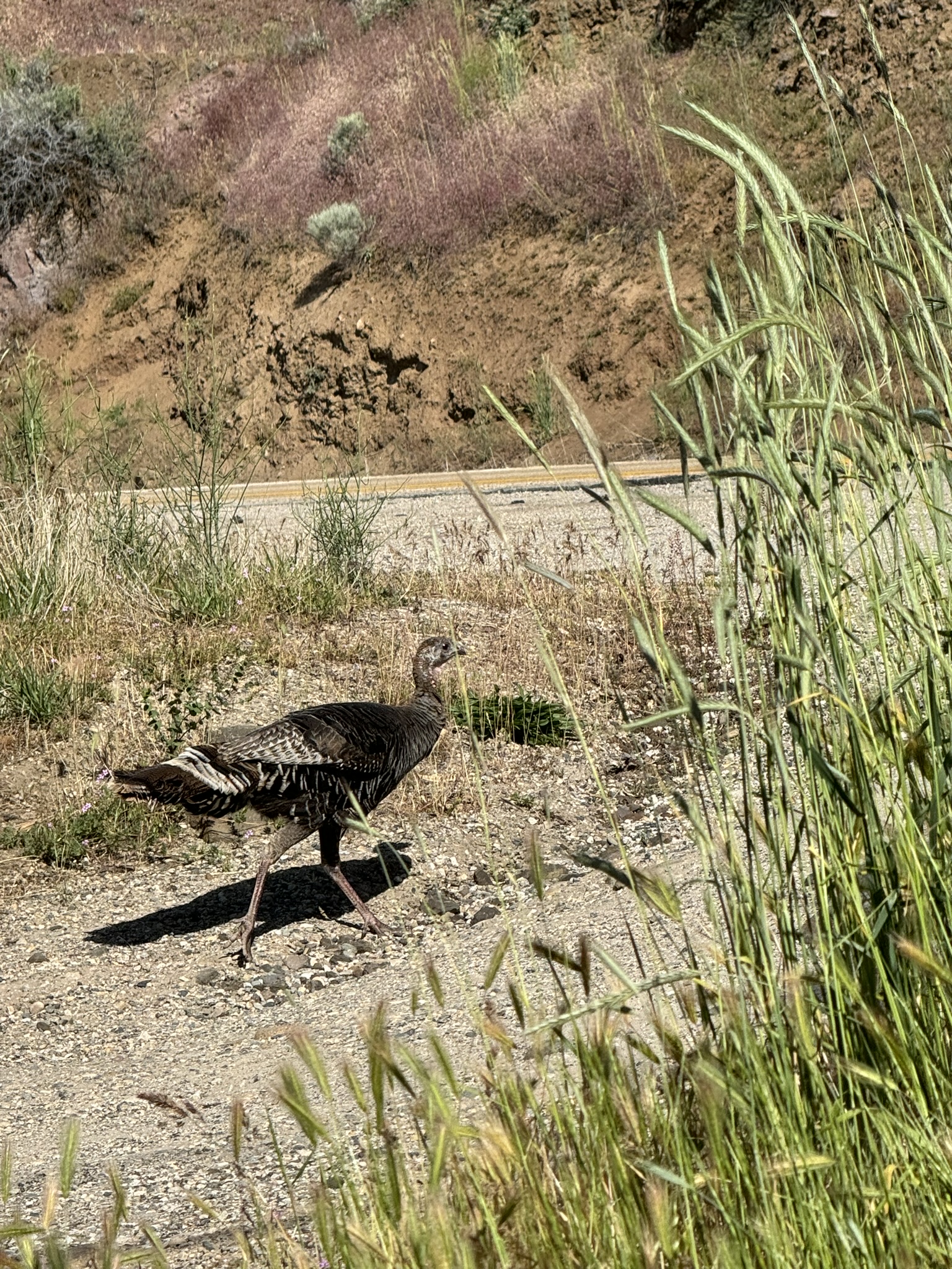 Photo Gallery – Idaho Offgrid Adventures